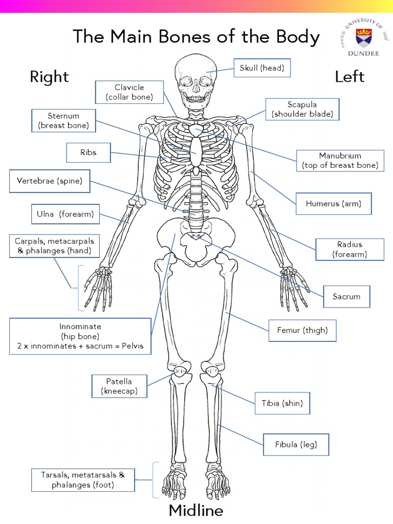 The Main Bones of The Body: Right Left | PDF | Musculoskeletal System ...