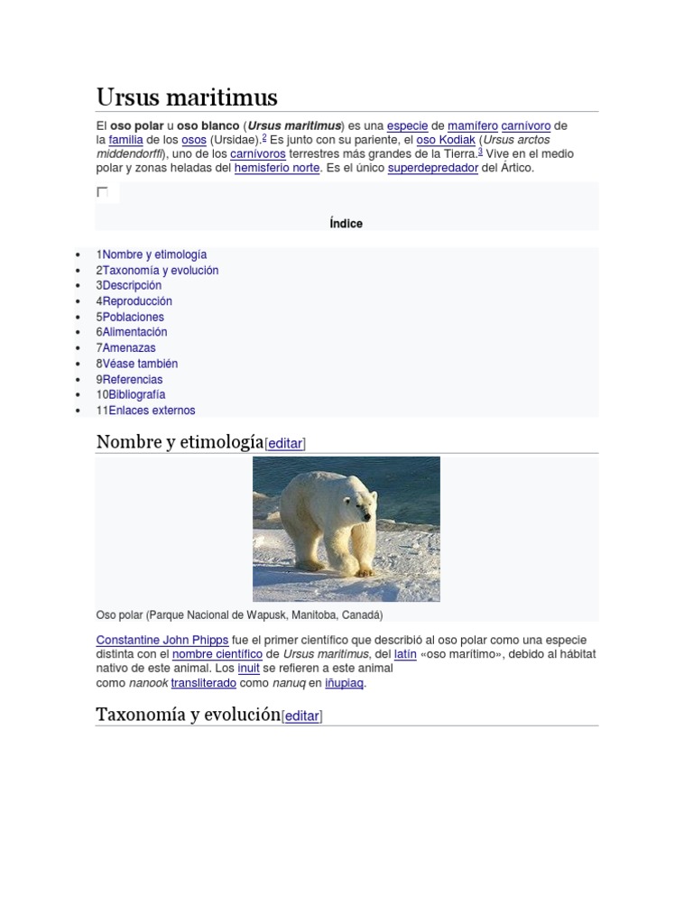 Osos Polares | PDF | Oso polar | Osos