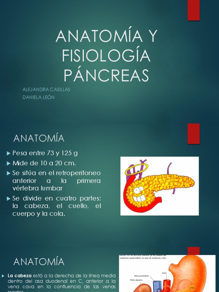 Anatomía y Fisiología del Páncreas | PDF | Páncreas | Digestión