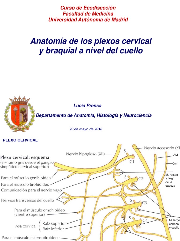 Plexo Cervical Diapos | PDF | Anatomía humana | Sistema musculoesquelético