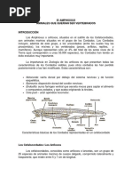 Características de Protocordados | PDF | Anatomia animal | Zoología