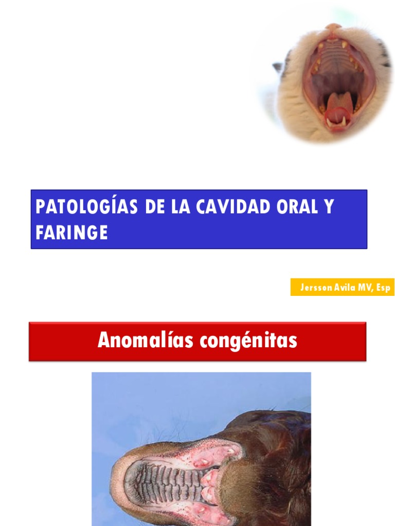 Patología Veterinaria Cavidad Oral | PDF | Infección | Especialidades ...