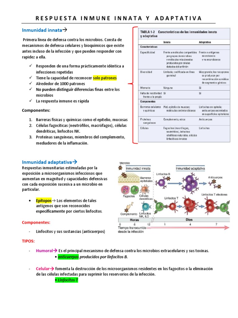 Respuesta Inmune Innata Y Adaptativa | PDF | Sistema inmune | Célula T