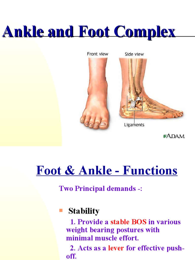Ankle and Foot Complex Anatomy Overview | PDF | Ankle | Foot