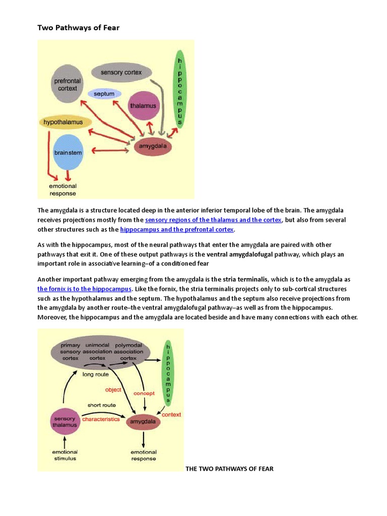 Two Pathways of Fear | PDF | Amygdala | Human Anatomy