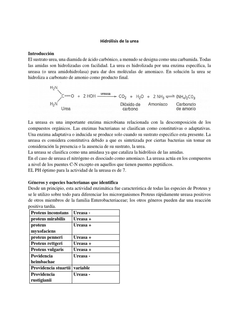 Hidrólisis de La Urea | PDF