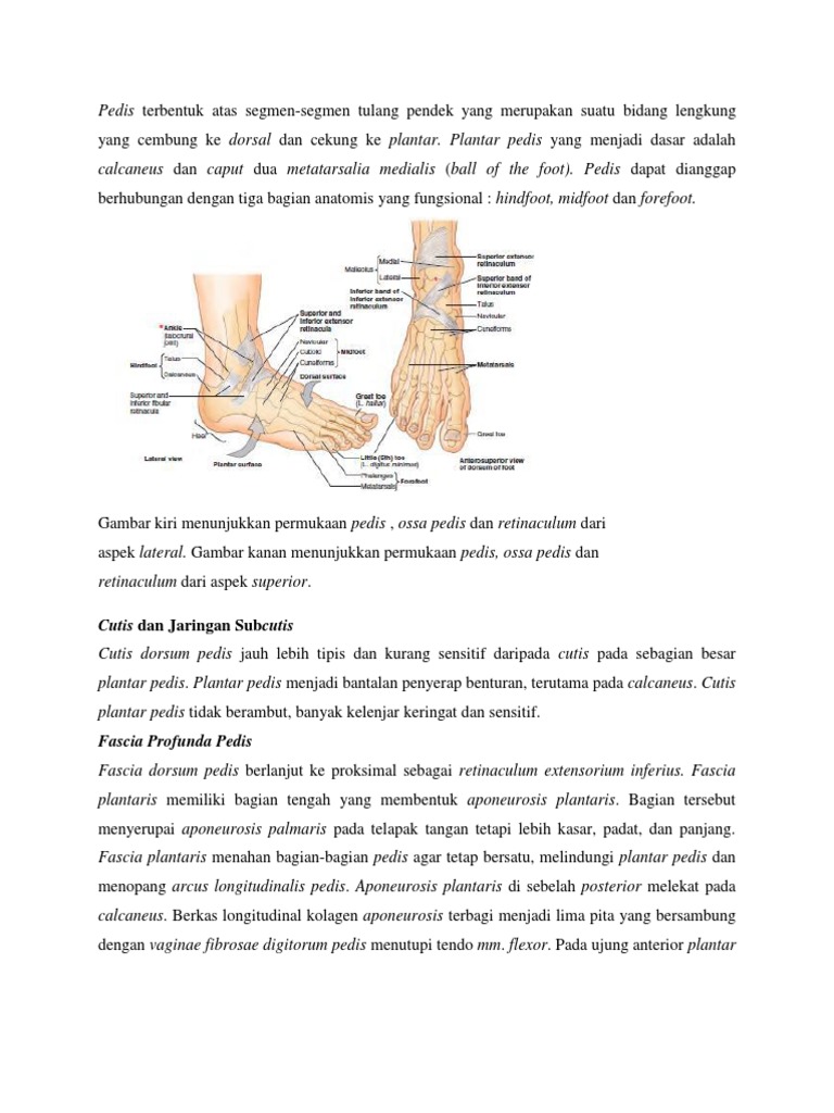 Anatomi dan Struktur Arcus Pedis | PDF | Ilmu Sosial