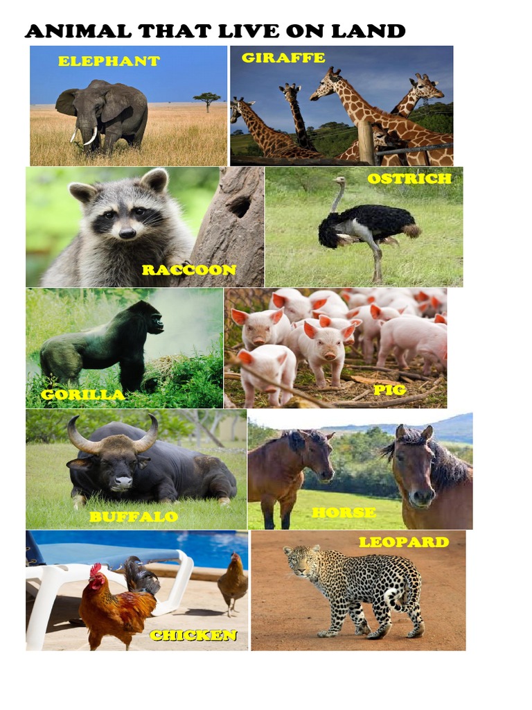 Land, Water, and Amphibious Animals | PDF