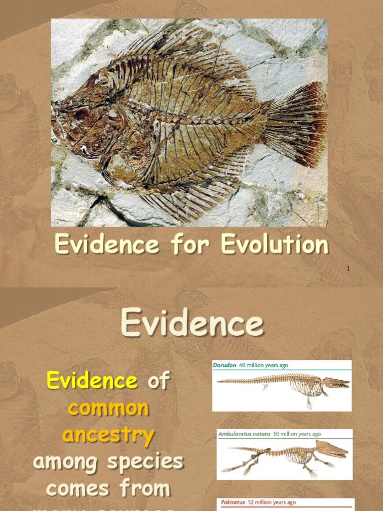 Evidence Evolution Fossils Ancestry Species | PDF | Fossil | Homology ...