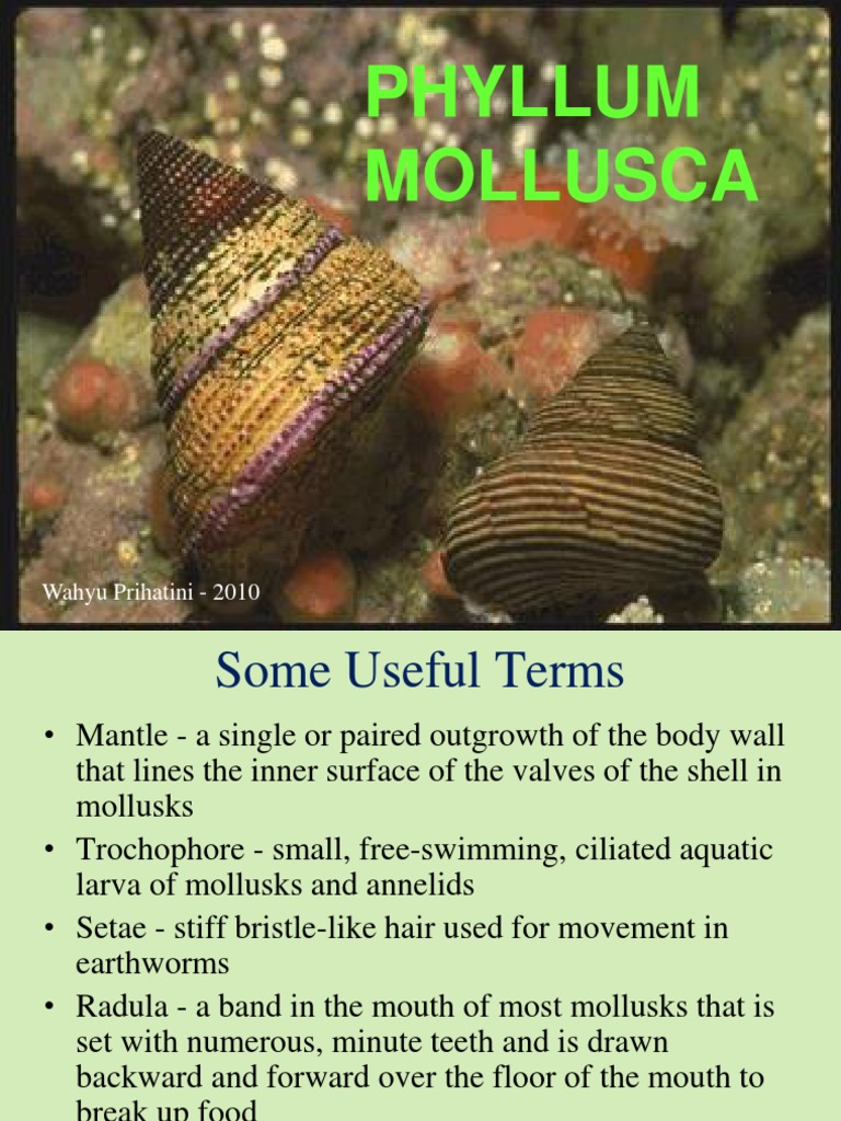 Overview of Phylum Mollusca | PDF | Mollusca | Bivalvia