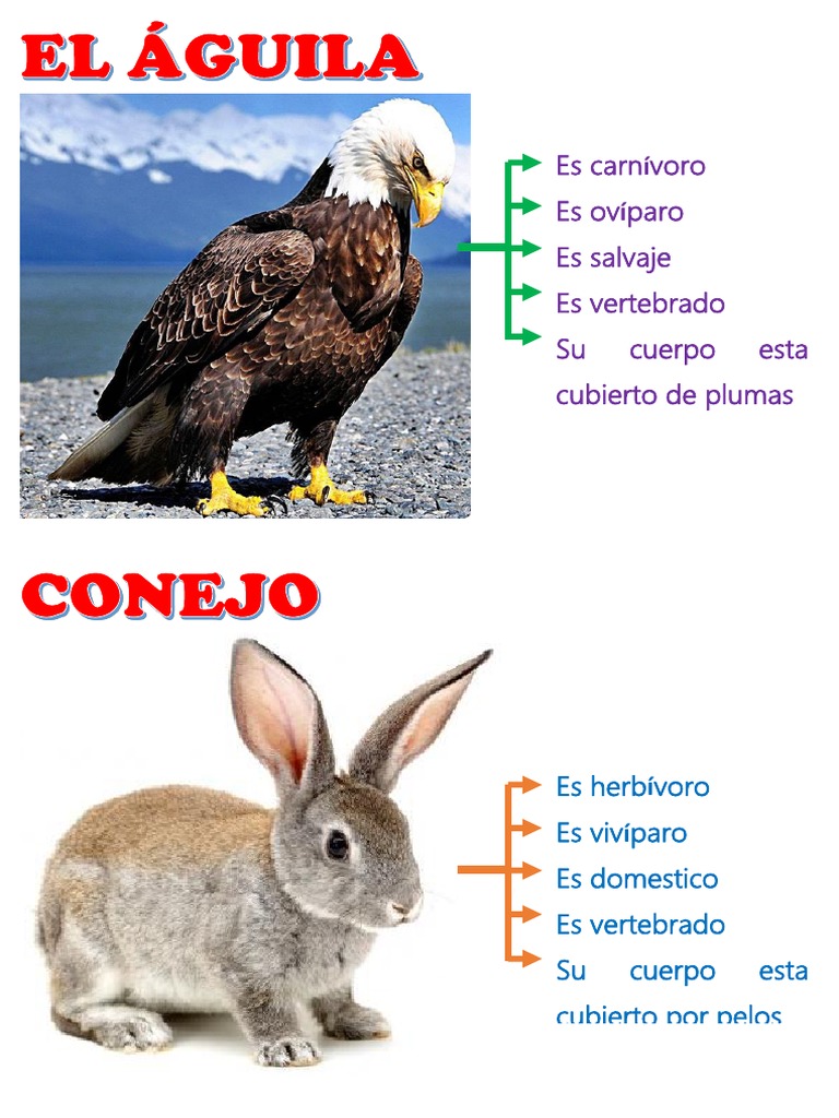 Animales y Su Descripcion para Niños | PDF
