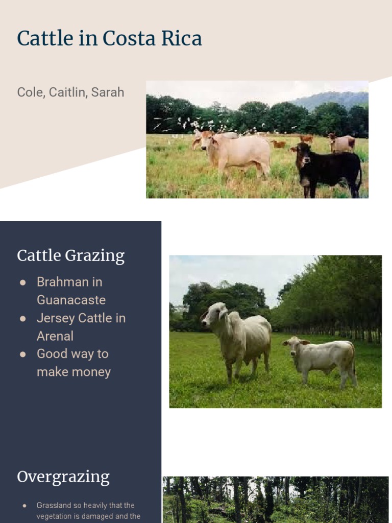 Cattle | PDF