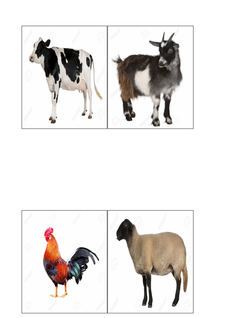 Laminas Animales Granja o Campo | PDF