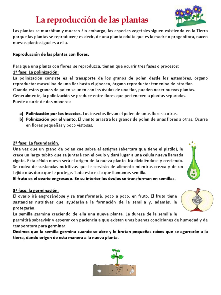 Hoja De Trabajo Sobre La Reproducción En Plantas Las Plantas