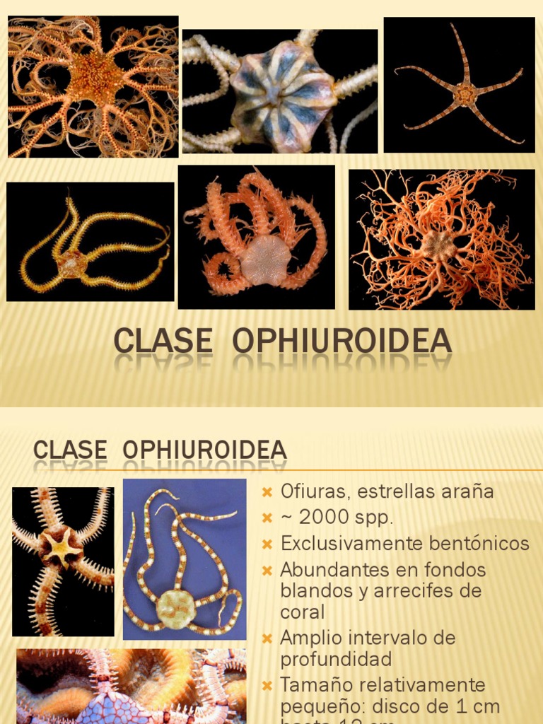 Características de la Clase Ophiuroidea | PDF | Organismos | Naturaleza