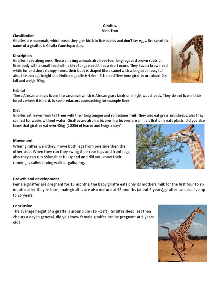 VT Giraffe Report | PDF | Science & Mathematics