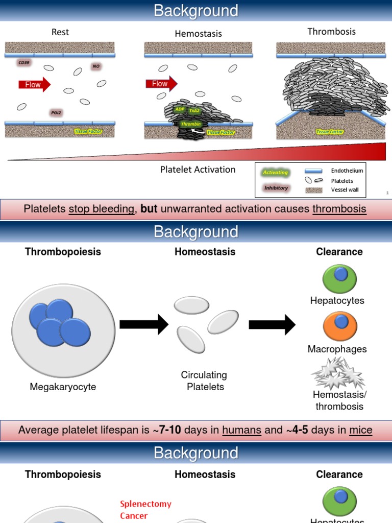 Thrombosis Hemostasis Rest: Platelets Stop Bleeding, But Unwarranted ...