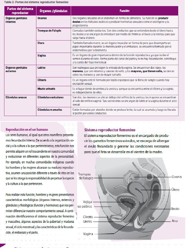 ACTIVIDAD No 1 Cuadro Comparativo Aparato Reproductor Masculino-Femenino | PDF | Ciencia y ...