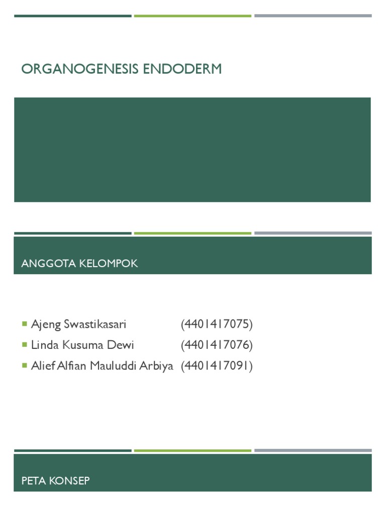 Organogenesis Endoderm | PDF