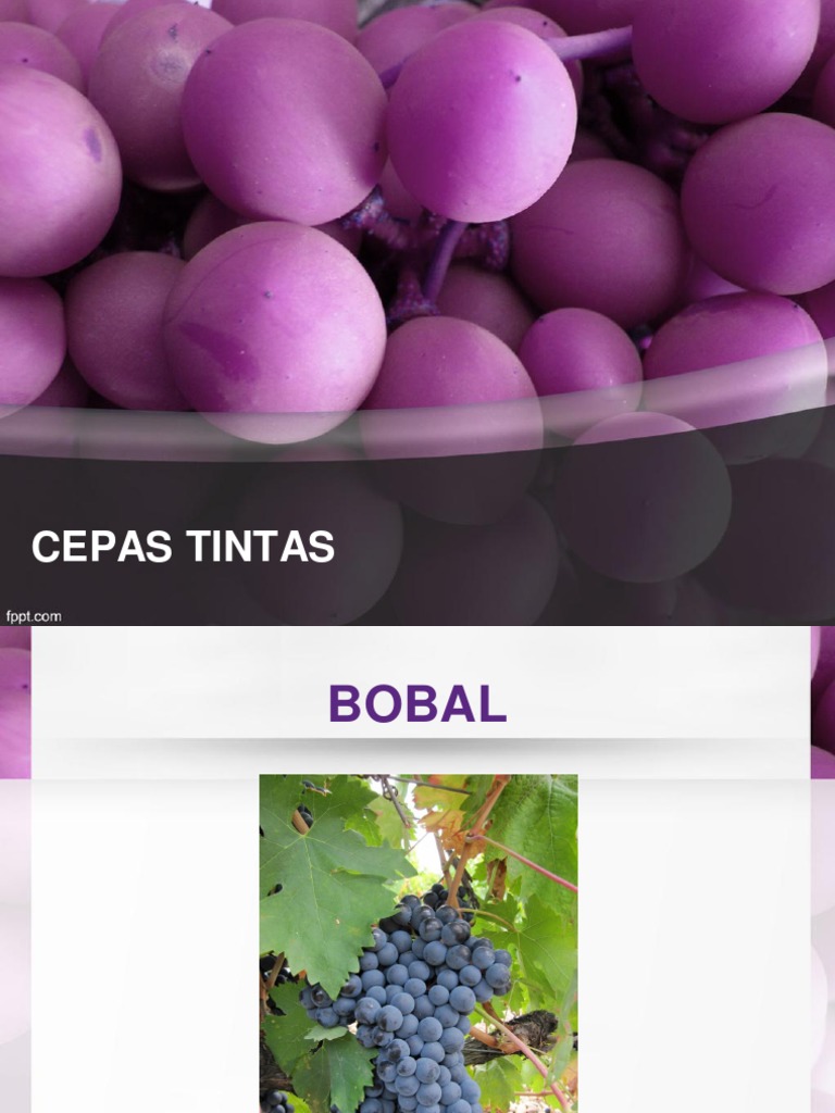 Cepas Tintas | PDF | Vino | Variedades De Uva De Vino