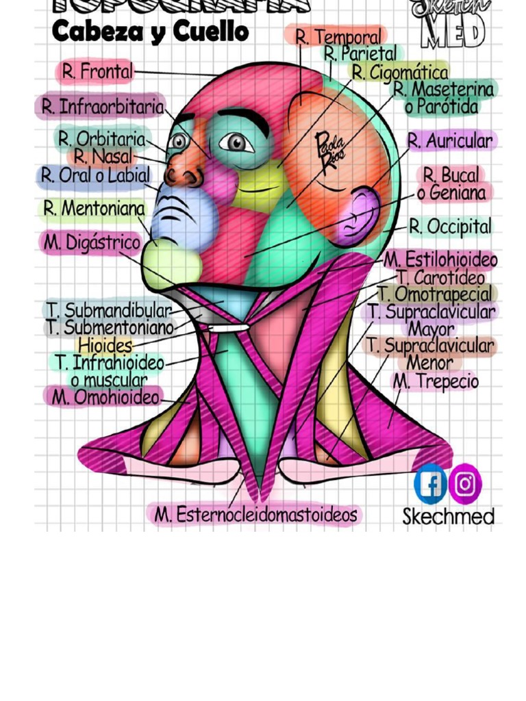 Musculos de La Cabeza | PDF