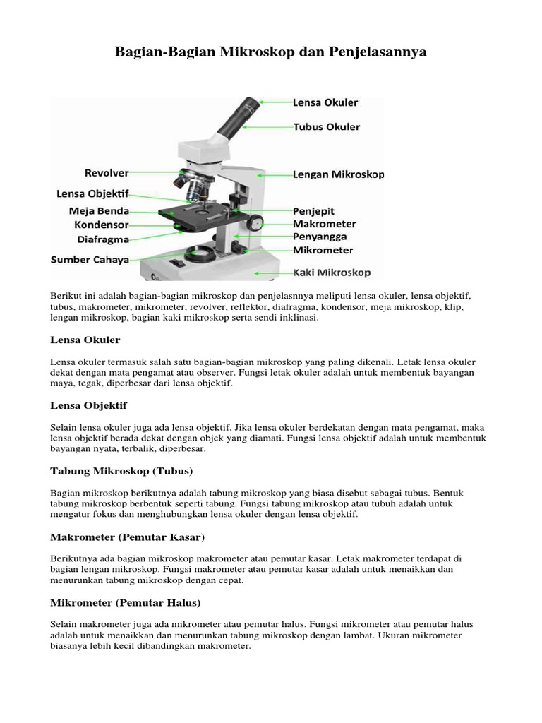 Bagian-Bagian Mikroskop Dan Penjelasannya: Lensa Okuler | PDF