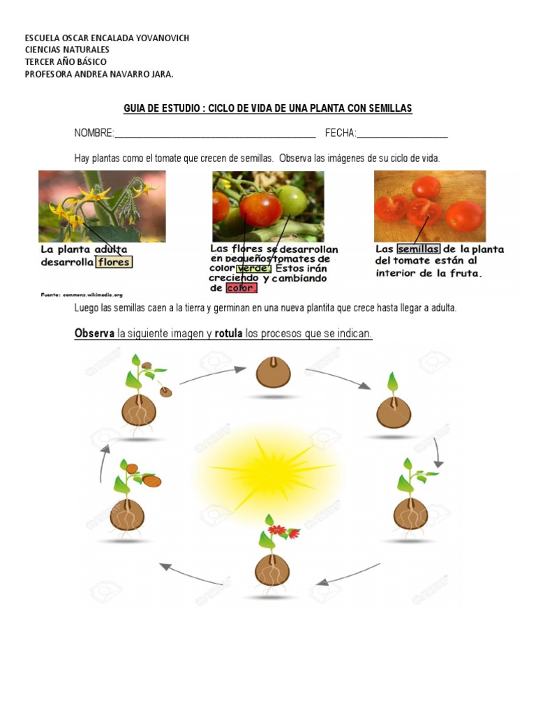 Guia de Estudio Ciclo de Vida de Las Plantas Con Semillas | PDF | Hogar ...