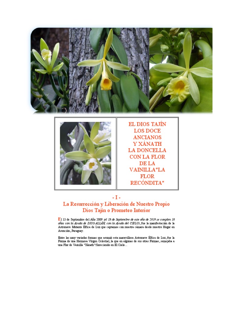 El Dios Tajín Los Doce Ancianos y Xánath. La Doncella Con La Flor de La ...