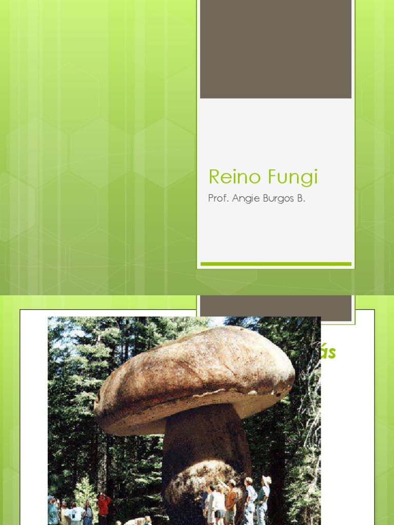 Reino Fungi | PDF | Hongo | Espora