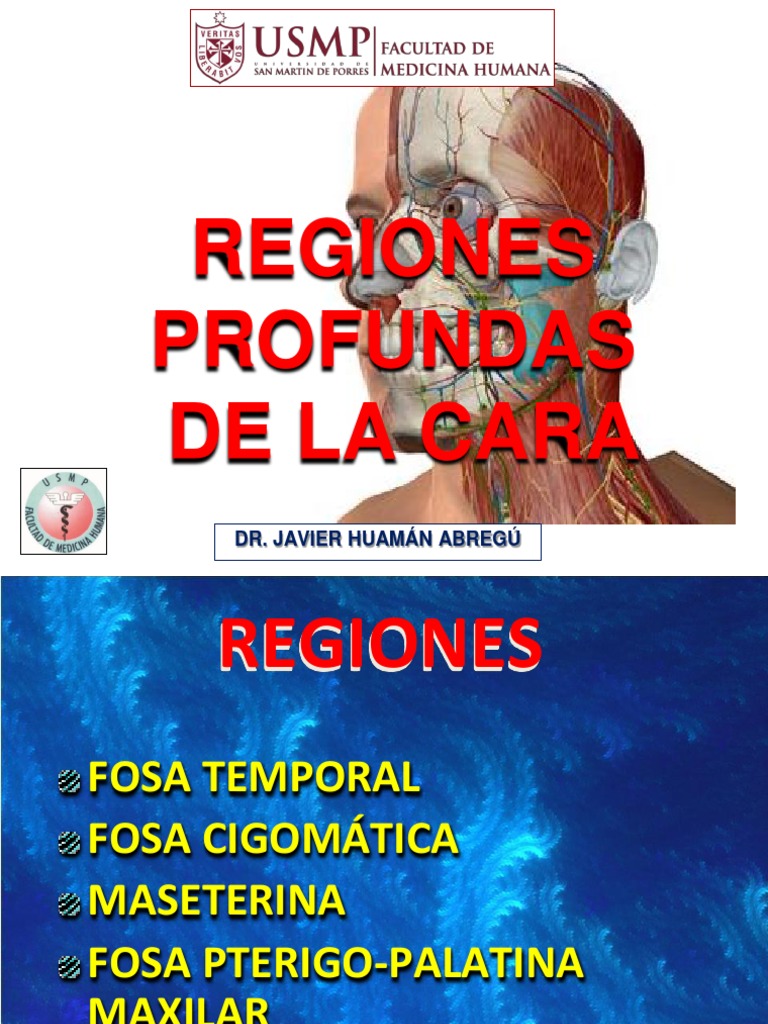S5 Cara Regiones Profundas 04 09 19 PDF | PDF | Sistema ...