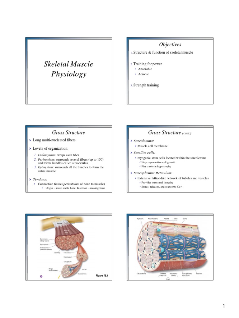 Skeletal Muscle Lectures | PDF | Skeletal Muscle | Muscle Contraction