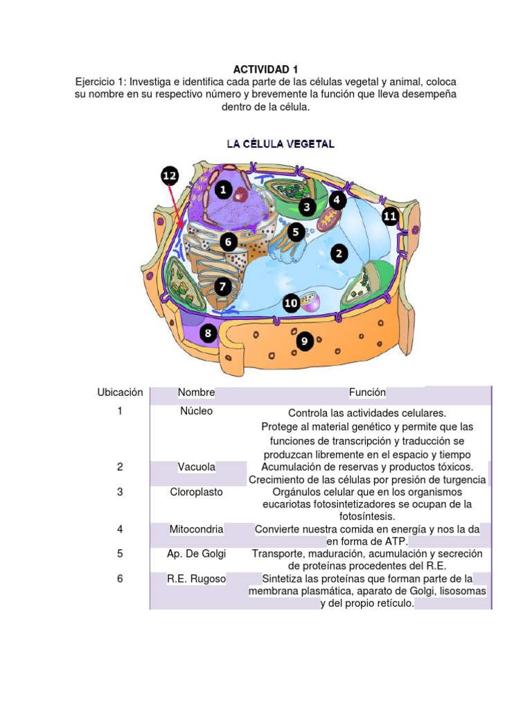 Bio Act 1 | PDF | Citoplasma | Biología Celular)