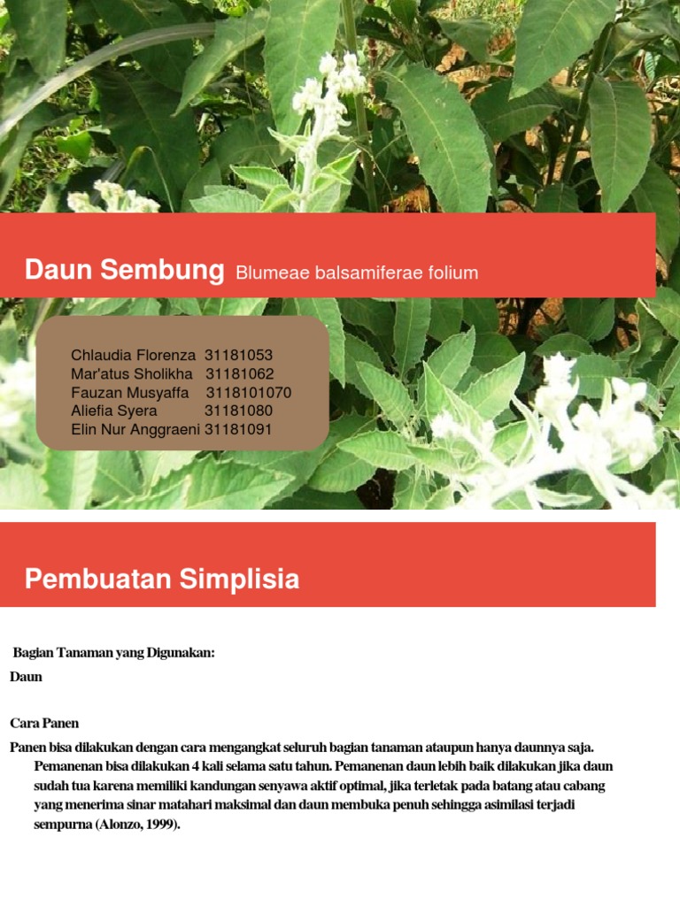 Pembuatan Simplisia Daun Sembung | PDF | Griya & Taman