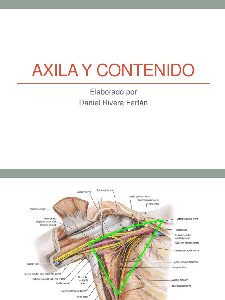 Anatomía Detallada de la Axila | PDF | Tórax | Extremidades (anatomía)
