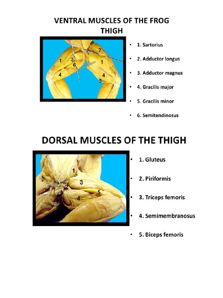 Frog S Muscular System PDF | PDF | Pelvis | Foot