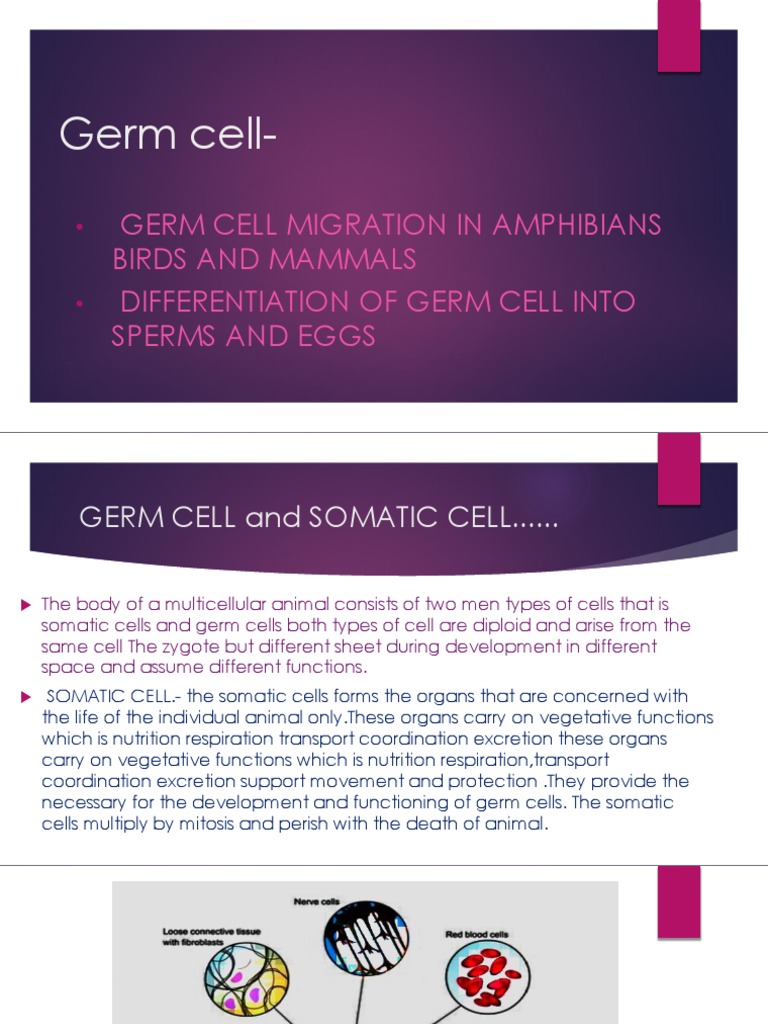 Germ Cells vs. Somatic Cells Explained | PDF | Sexual Reproduction ...