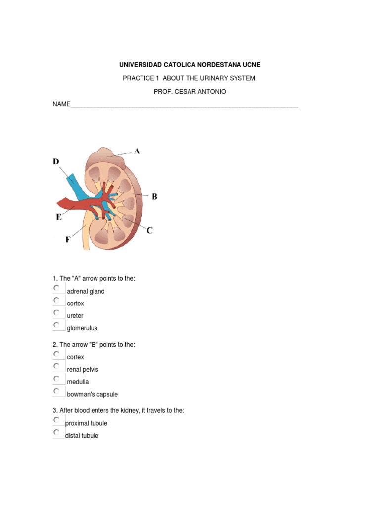 Urinary System Quiz | PDF | Kidney | Urinary System