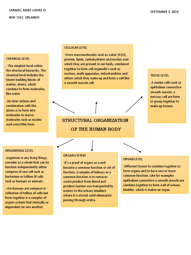 Concept Map | PDF | Urinary System | Cell (Biology)