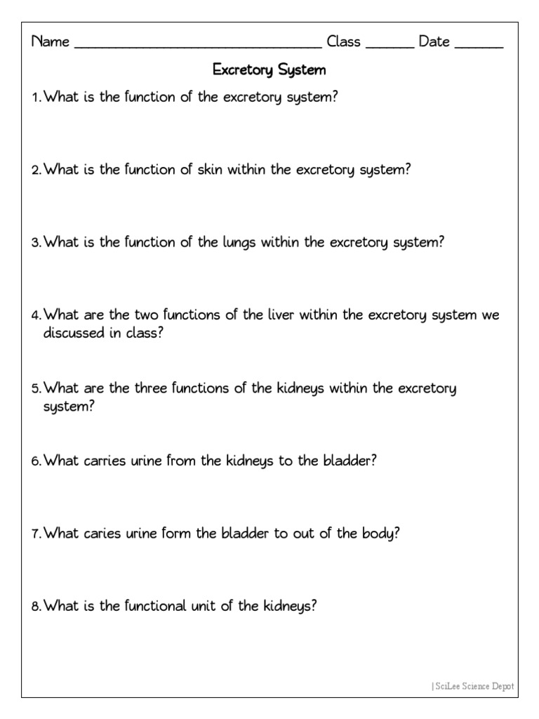 Excretory System Worksheet for Students | PDF