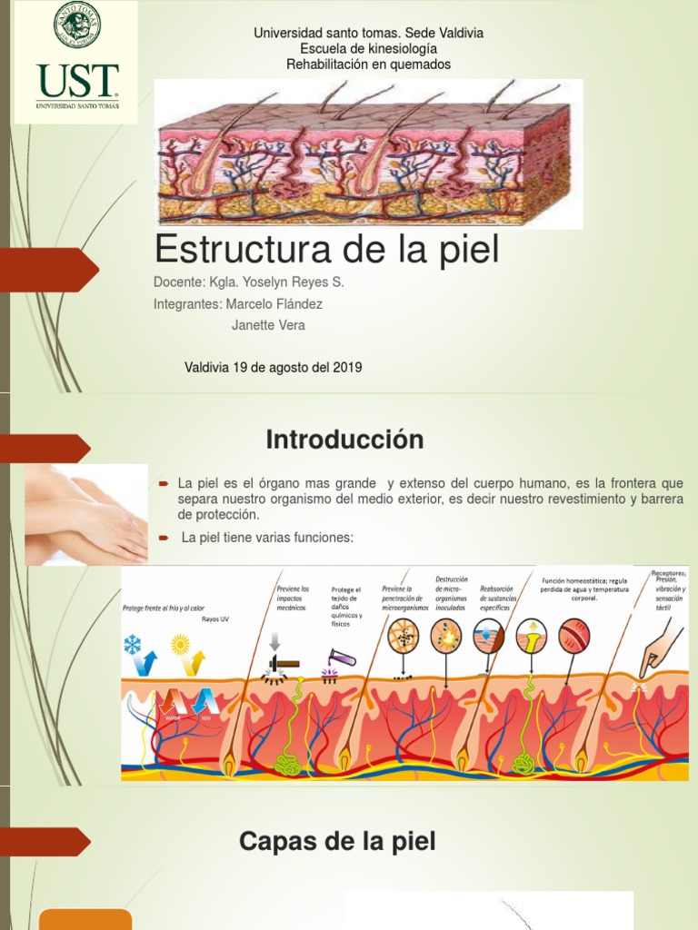 Estructura de La Piel | PDF | Piel | Epidermis