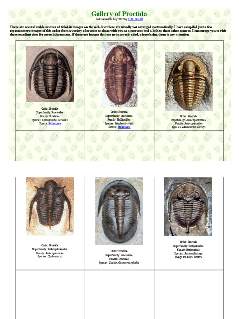 A Gallery of Some of The Trilobite Order Proetida | PDF | Paleozoic ...