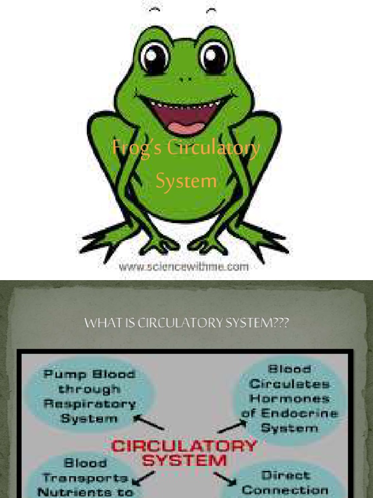 Circulatory System of Frog For Class Ix | PDF | Circulatory System ...