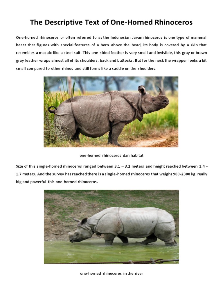 The Descriptive Text | PDF | Rhinoceros | Organisms