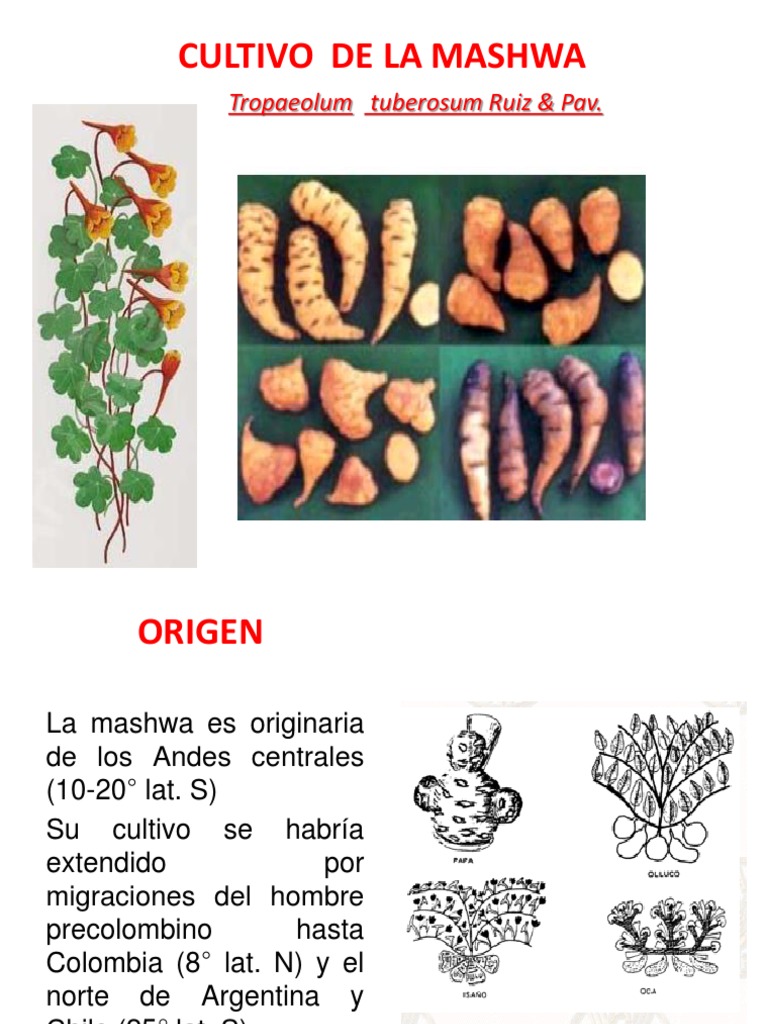 3. Cultivo de Mashwa | Plantas | Horticultura y jardinería