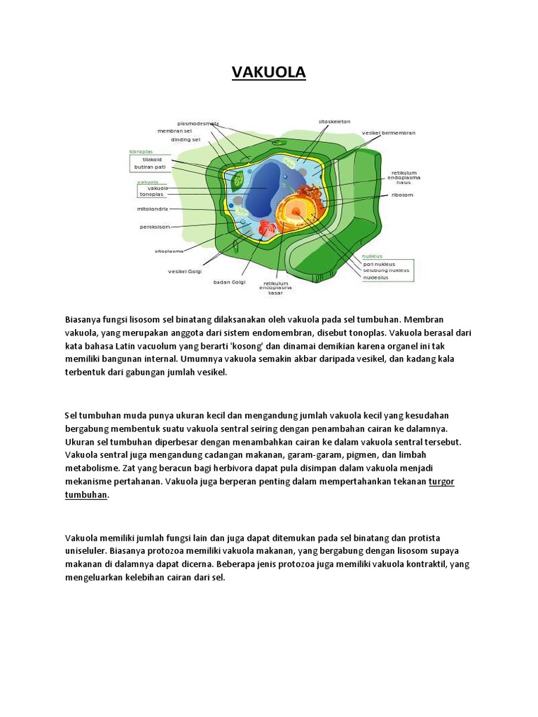 VAKUOLA | PDF | Griya & Taman | Kesehatan Holistik