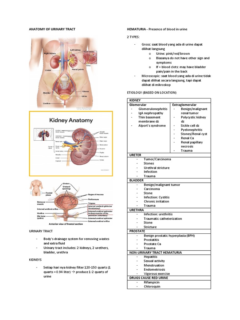 Anatomy of Urinary Tract HEMATURIA - Presence of Blood in Urine | PDF ...