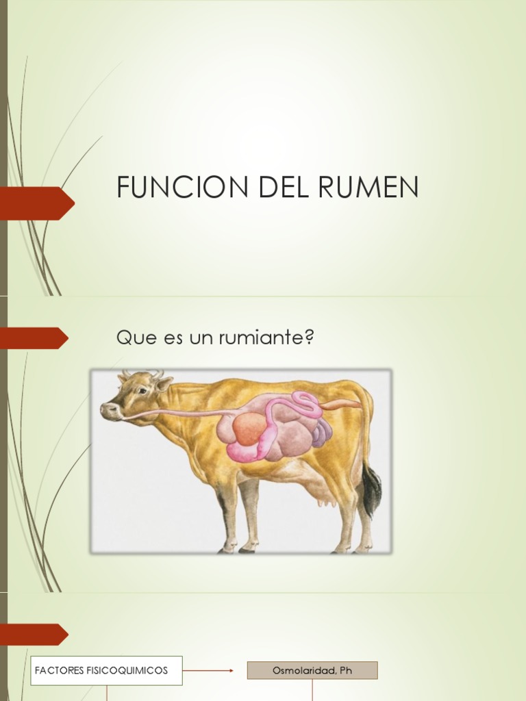 Funcion Del Rumen | Rumiante | Las bacterias
