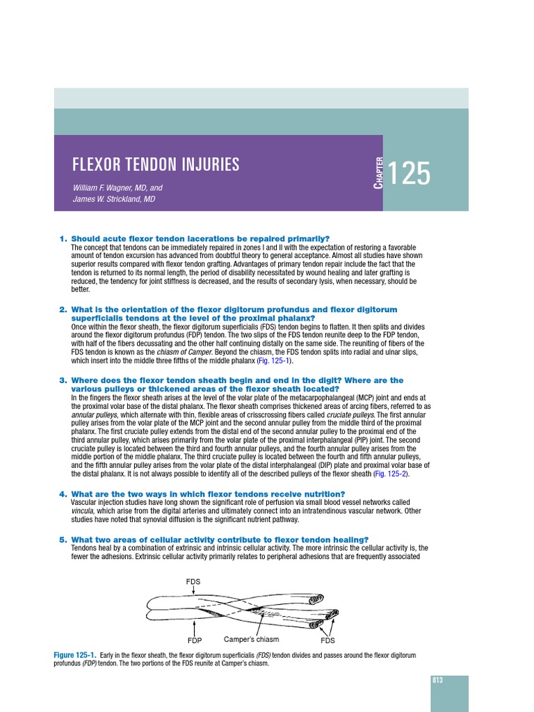 Flexor Tendon Injuries: William F. Wagner, MD, and James W. Strickland ...