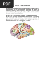 Lobulo de La Insula | PDF | Corteza Insular | Lóbulo temporal