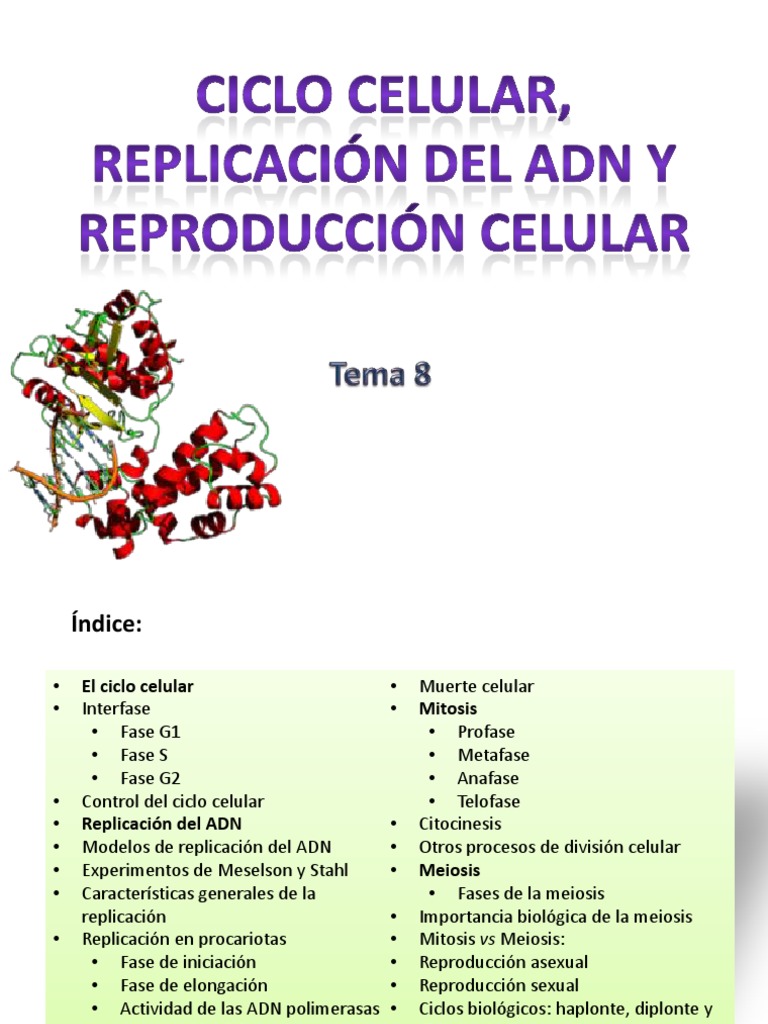 Ciclo Celular. Replicación Del ADN y Reproducción Celular | PDF | Mitosis | Replicación De Adn